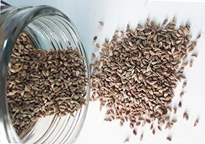 Ajwain seeds Nutrition facts, Medicinal properties and Health benefits