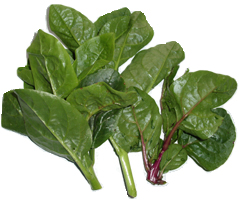 Basella (Malabar spinach) nutrition facts and health benefits
