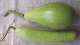 Bottle gourd (Calabash) nutrition facts and health benefits