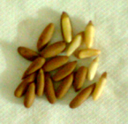 7 unique nutrition facts and health benefits of Pine nuts