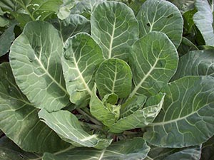 Top 9 Collard greens Nutrition facts and Health benefits