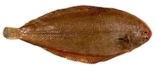 River Sole Fish