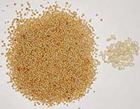 Amaranth grain nutrition facts and health benefits