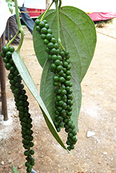 Black pepper Nutrition facts, Medicinal properties, and Health benefits