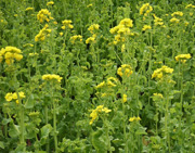 Top 9 Mustard greens Nutrition facts and Health benefits