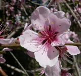 7 Impressive Nectarine Nutrition facts and Health benefits