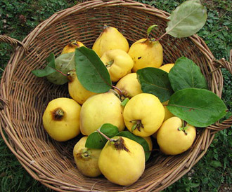 Quince fruit Nutrition facts and Health benefits