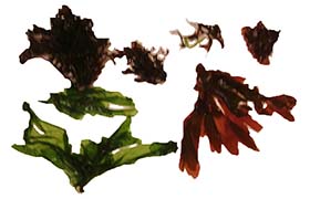 Seaweeds Nutrition facts and Health benefits