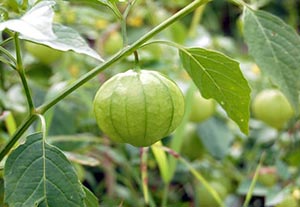 Tomatillo Nutrition facts and Health benefits