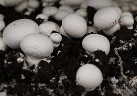 Button mushroom nutrition facts and health benefits