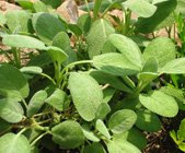 Sage herb (Salvia Officinalis) nutrition facts and health benefits
