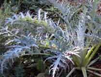 Cardoon nutrition facts and health benefits
