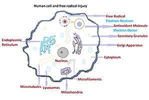 What are free radicals? What role they play in human diseases?